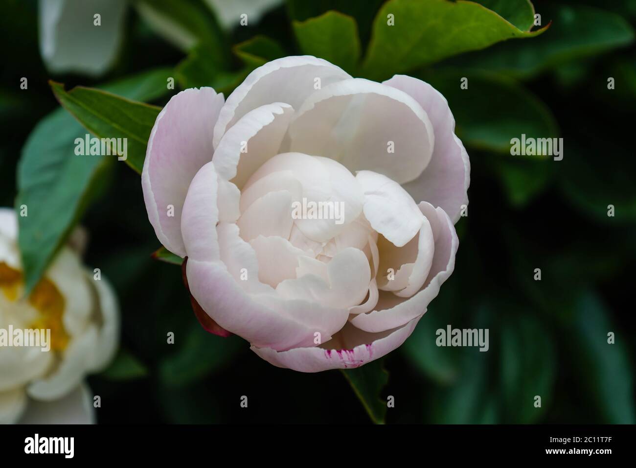 The milk White pentecost Rose Paeonia lactiflora Stock Photo - Alamy