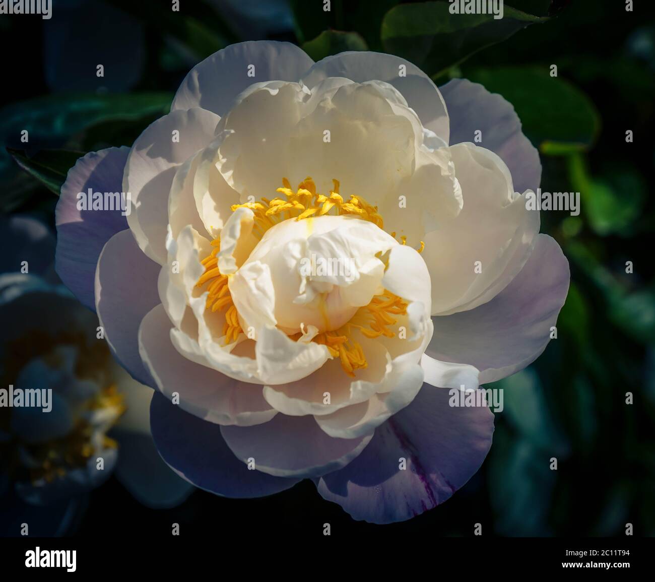 The milk White pentecost Rose Paeonia lactiflora Stock Photo - Alamy