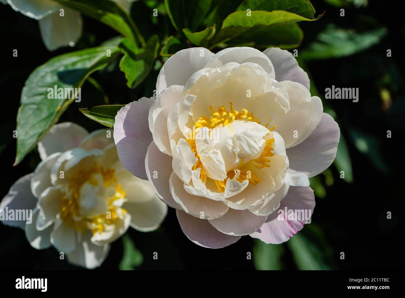The milk White pentecost Rose Paeonia lactiflora Stock Photo - Alamy