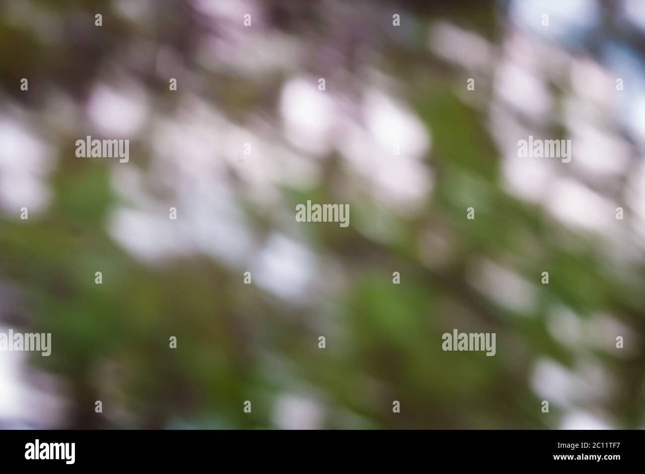 Beautiful nature bokeh soft color background photographed in forest ...