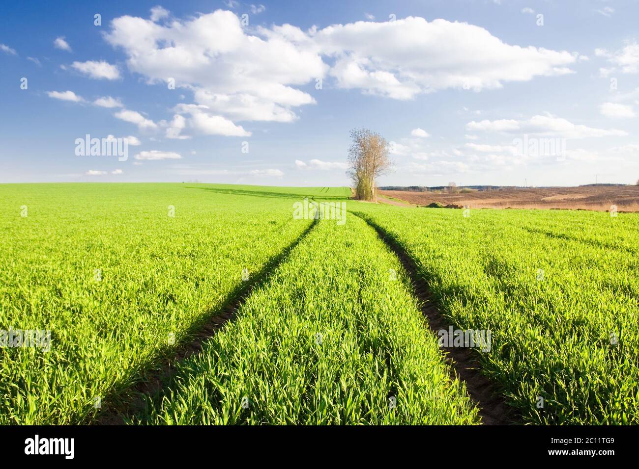 Beautiful landscape with young green field photographed during late ...