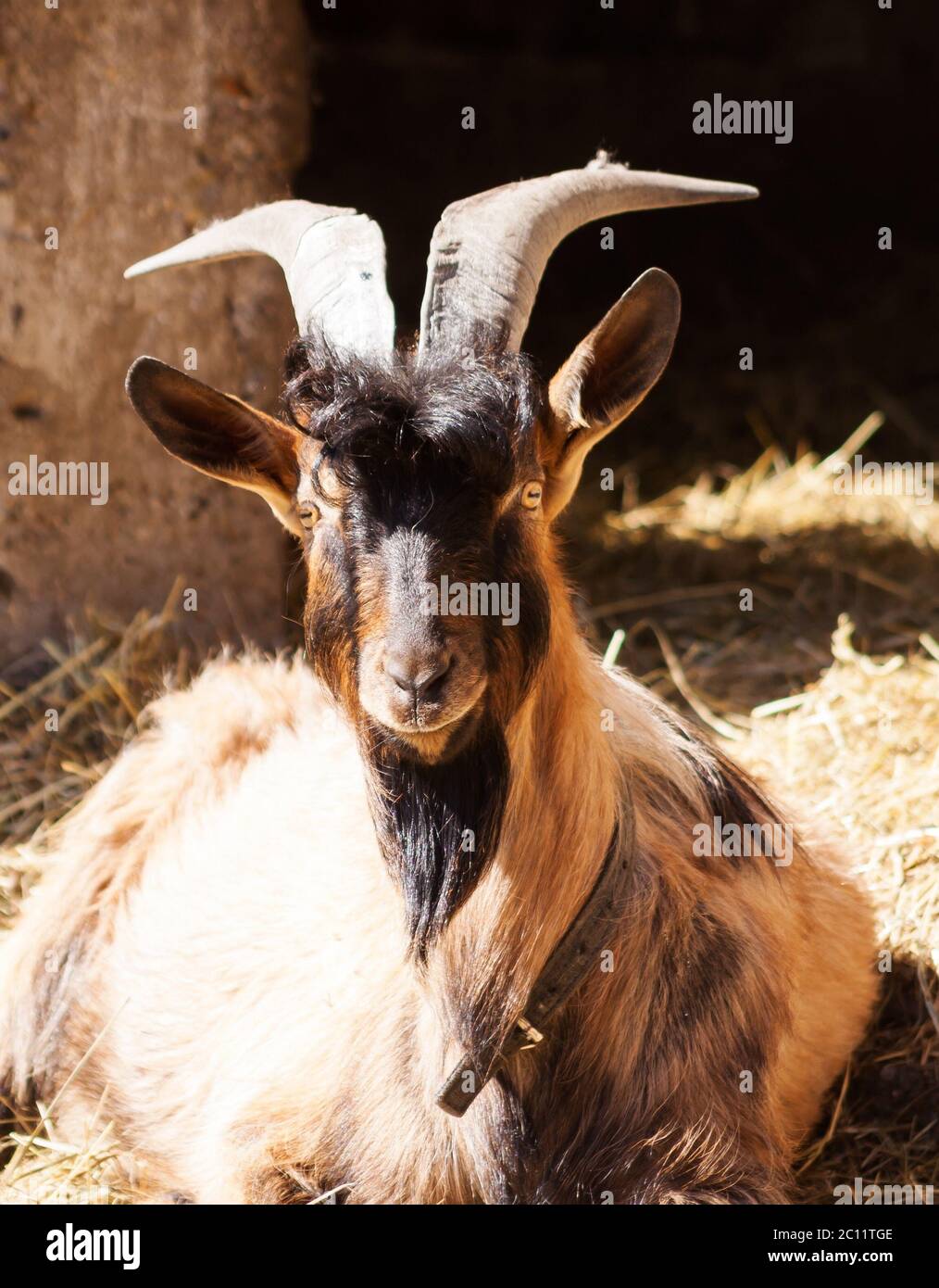Goat living on farm portrait Stock Photo - Alamy