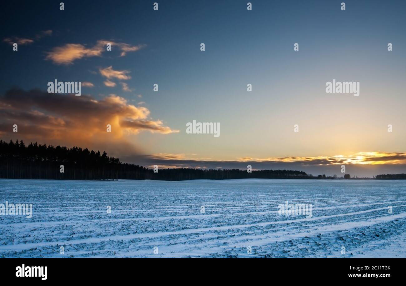 Beautiful winter field covered by snow and distant trees in tranquil ...