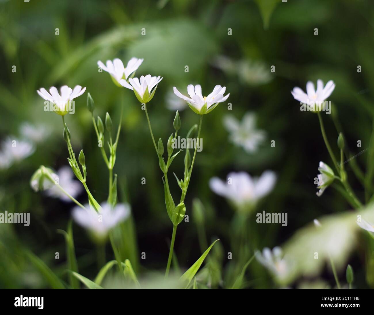 Beautiful white wild flowers growing in spring forest Stock Photo - Alamy
