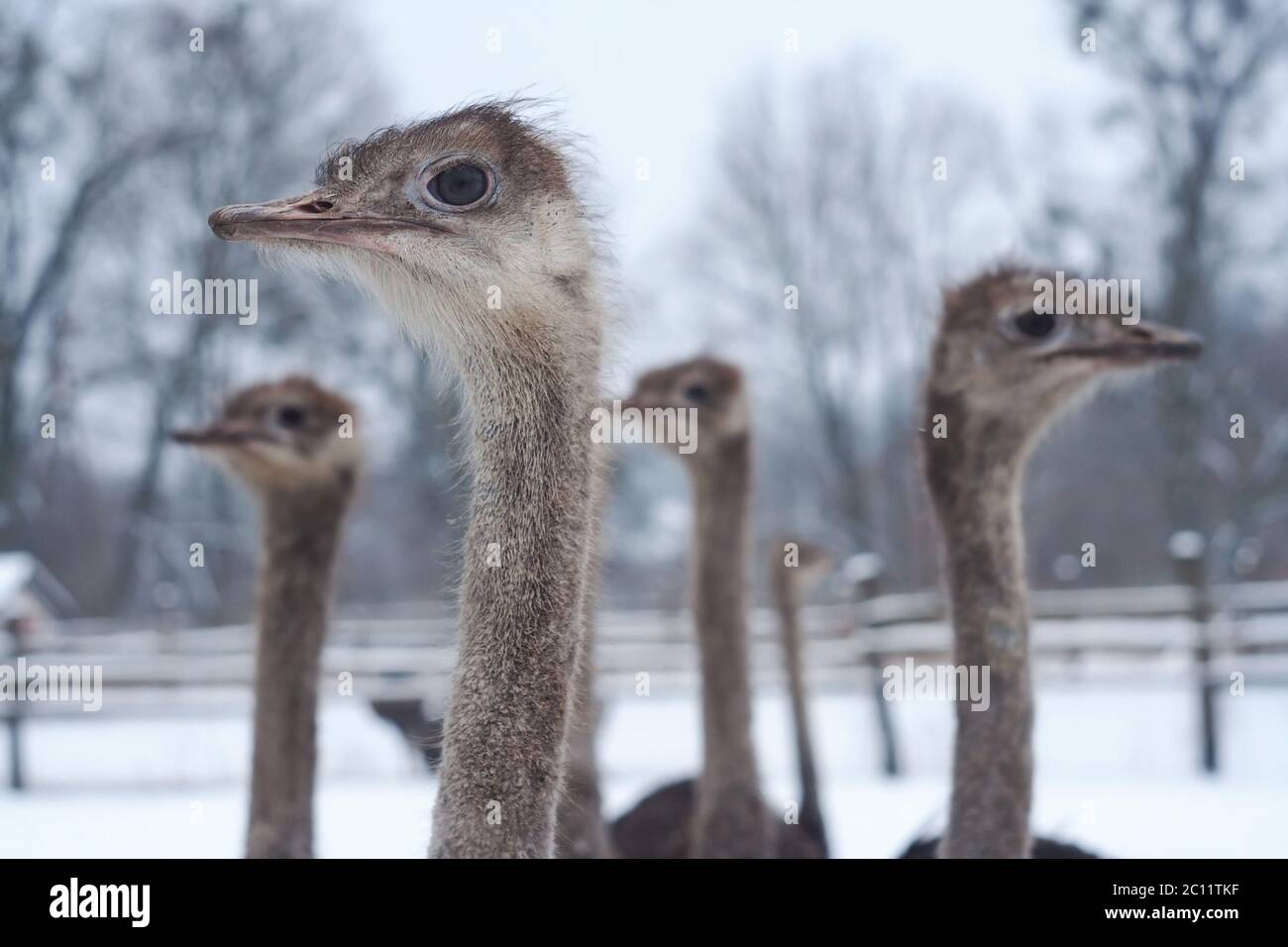 Group of ostriches on a farm with winter landscape Stock Photo - Alamy
