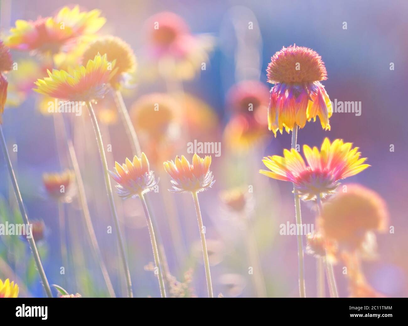 Beautiful american cone flowers in close up Stock Photo - Alamy