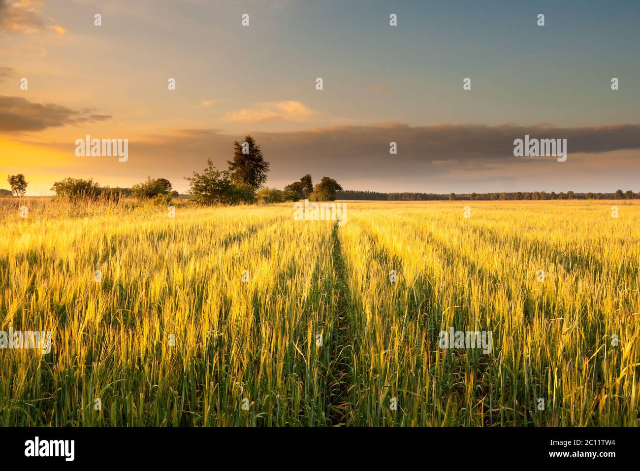 Rye field painting hi-res stock photography and images - Alamy