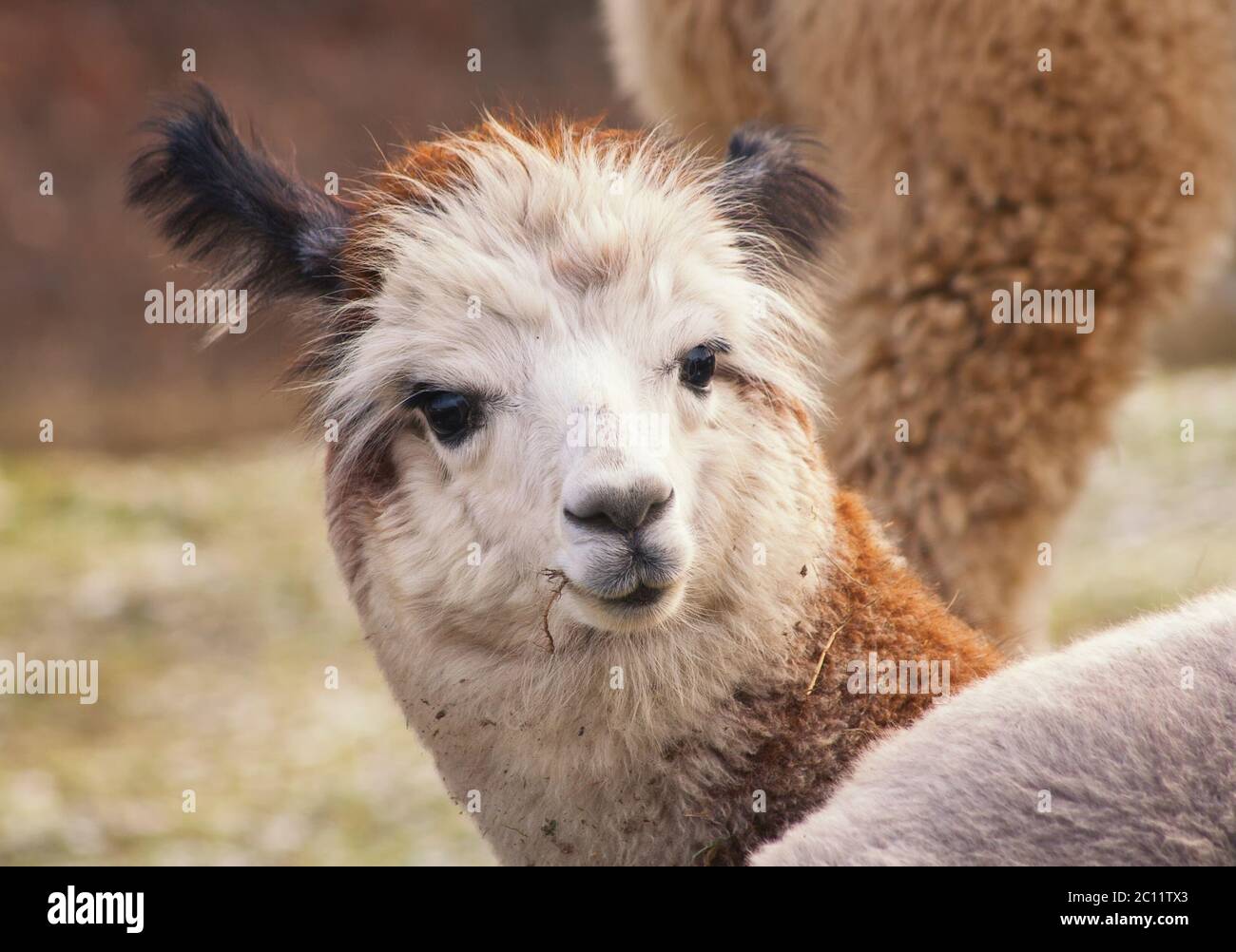 Face of alpaca (Vicugna pacos) from farm Stock Photo - Alamy