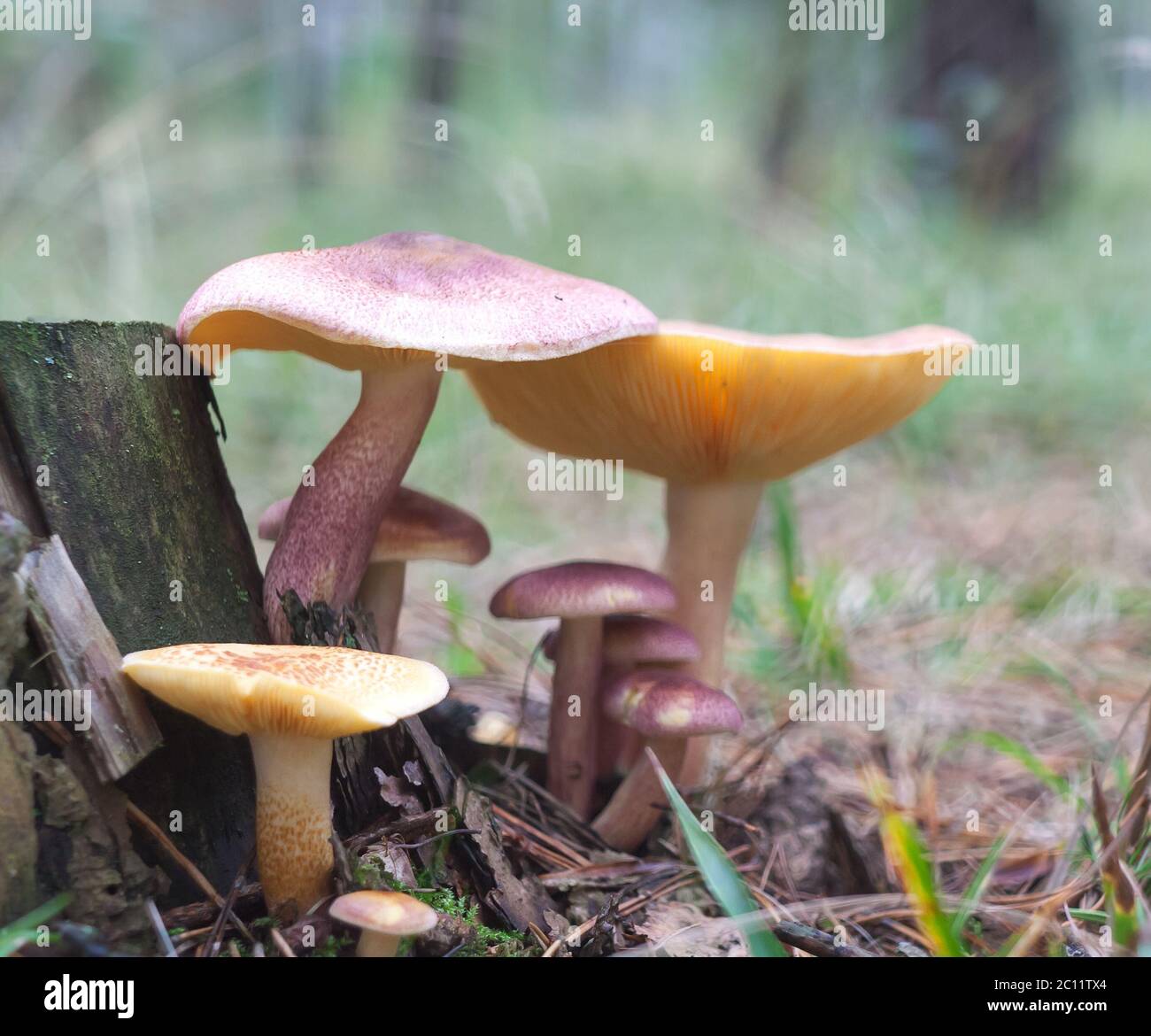 Small toadstools mushrooms growing in autumnal forest Stock Photo - Alamy