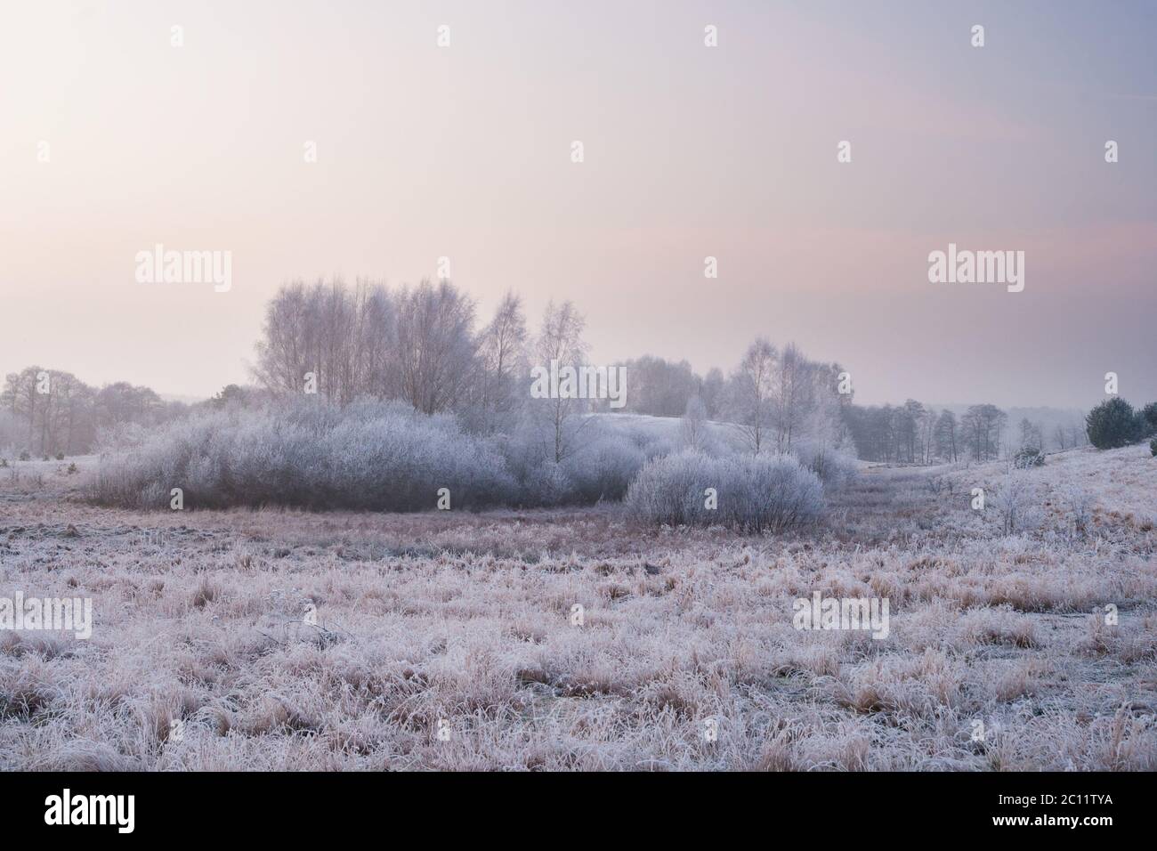 Rim light on plant hi-res stock photography and images - Alamy