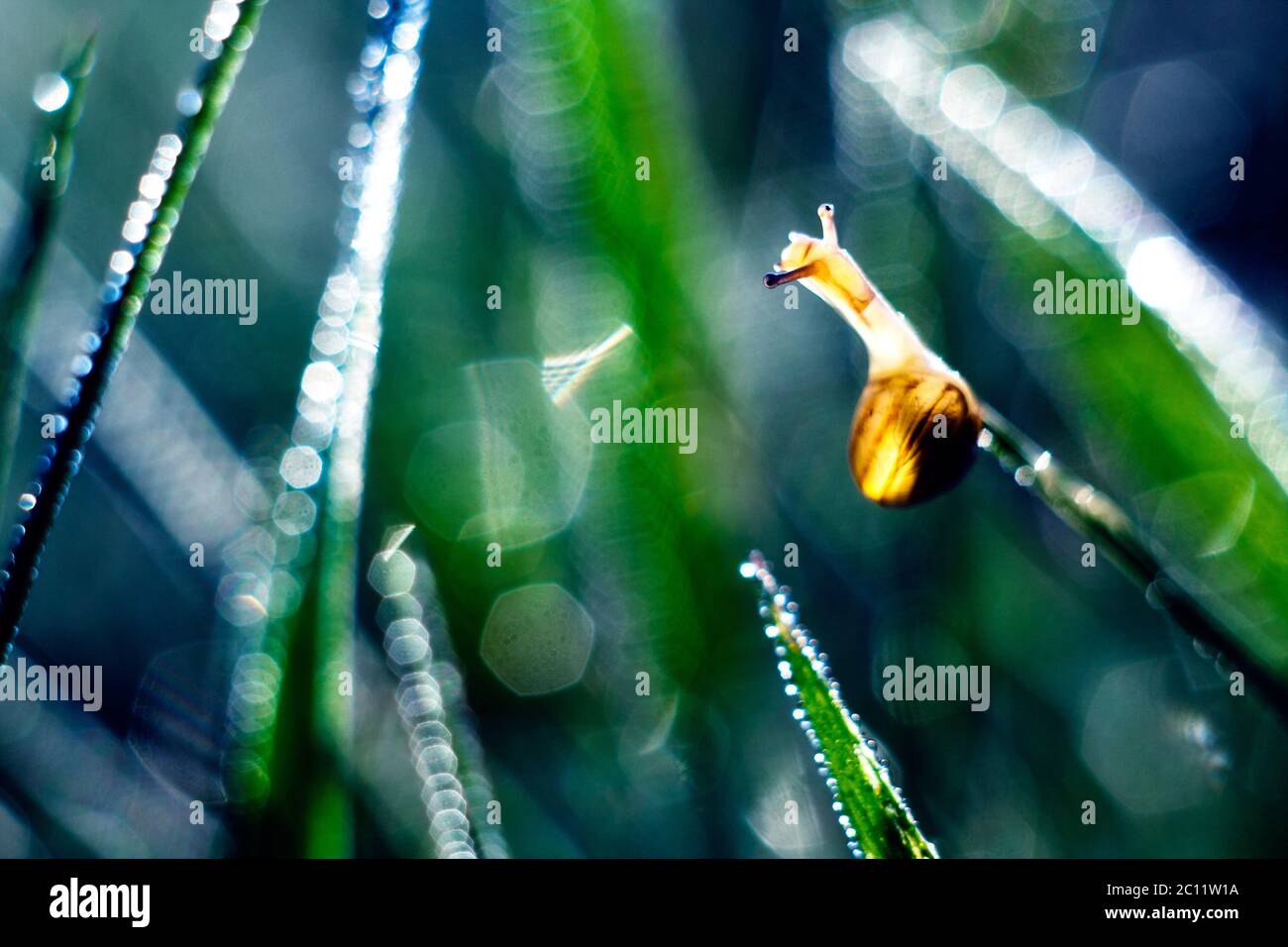Beautiful Snail High Resolution Stock Photography and Images - Alamy