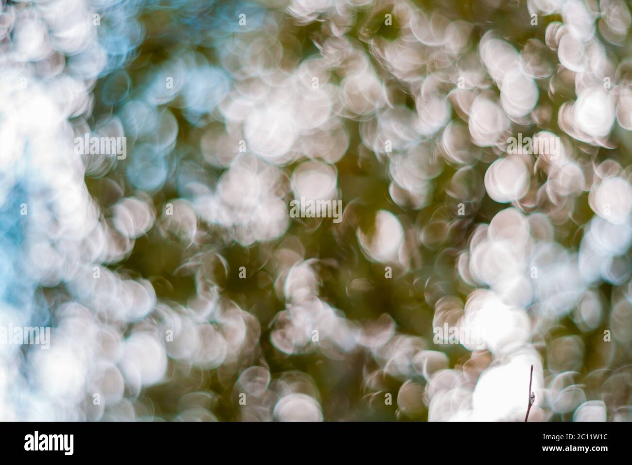 Beautiful nature bokeh soft color background photographed in forest ...
