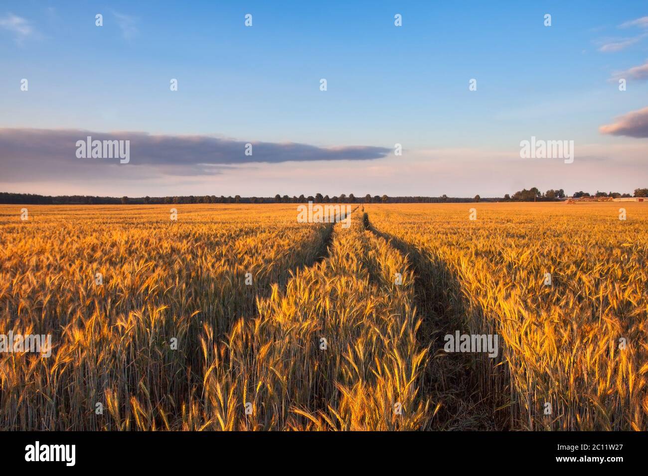 Spectacular grain hi-res stock photography and images - Alamy
