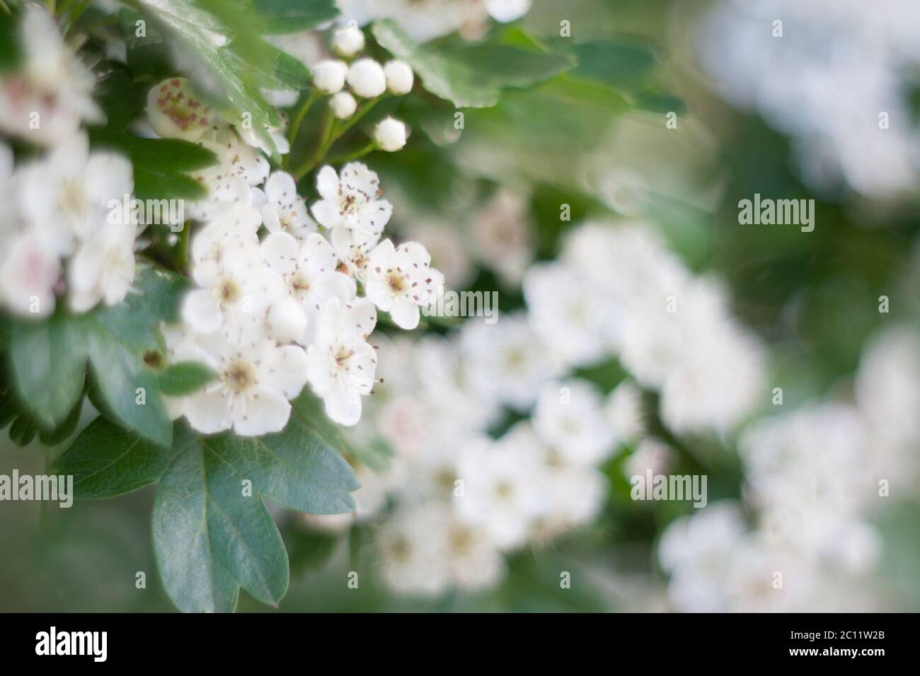 Beautiful blooming hawthorn tree in springtime. White flowers ...