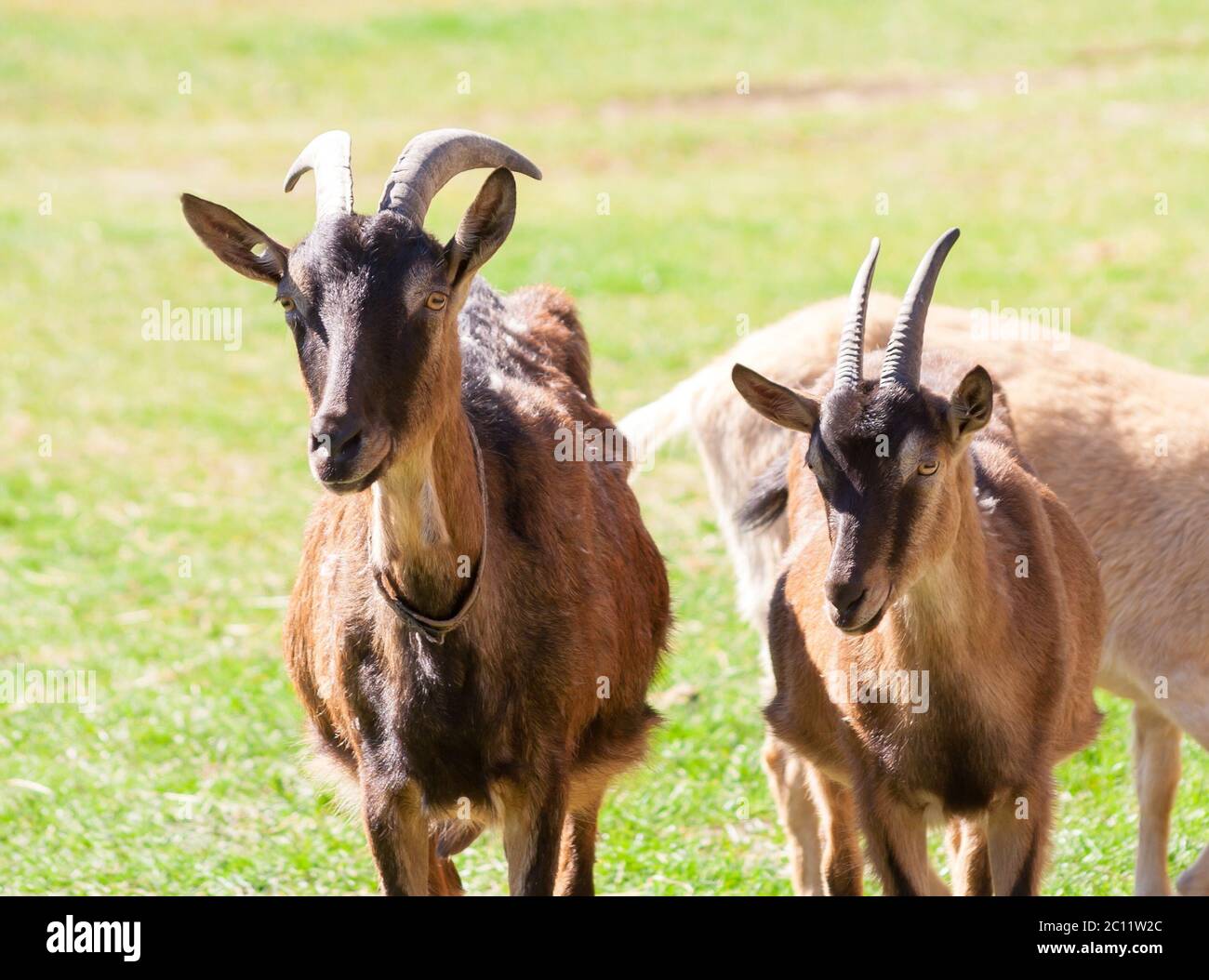 Goat living on farm portrait Stock Photo - Alamy