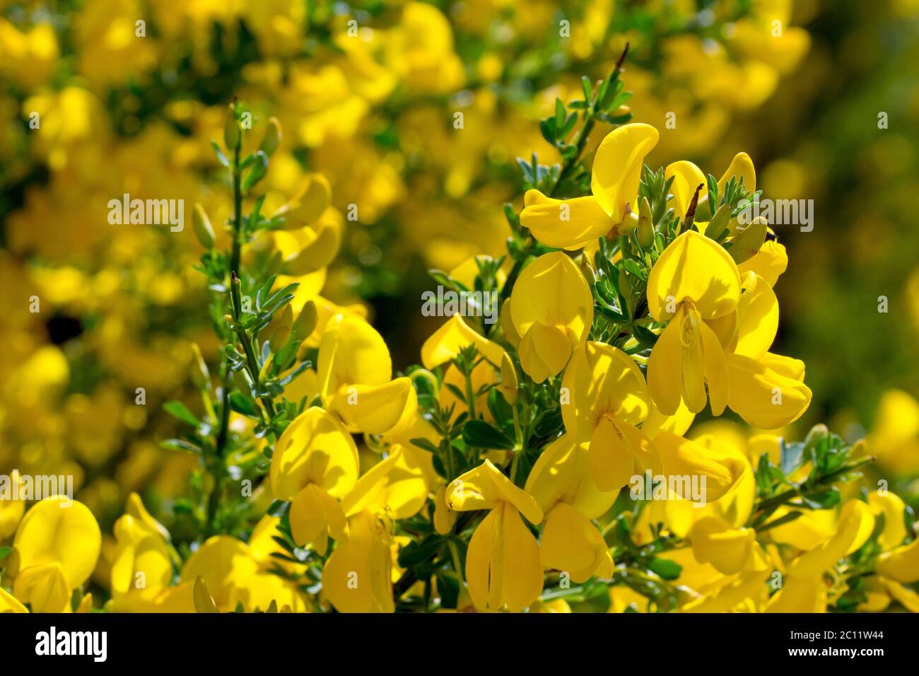 Cytisus scoparius flowering broom shrub hi-res stock photography and ...