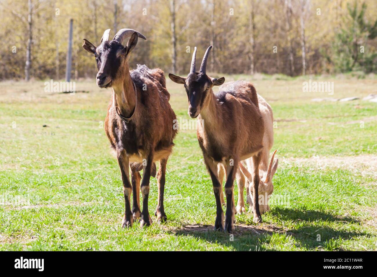 Brown goat portrait. Beautiful farm animal picture Stock Photo - Alamy