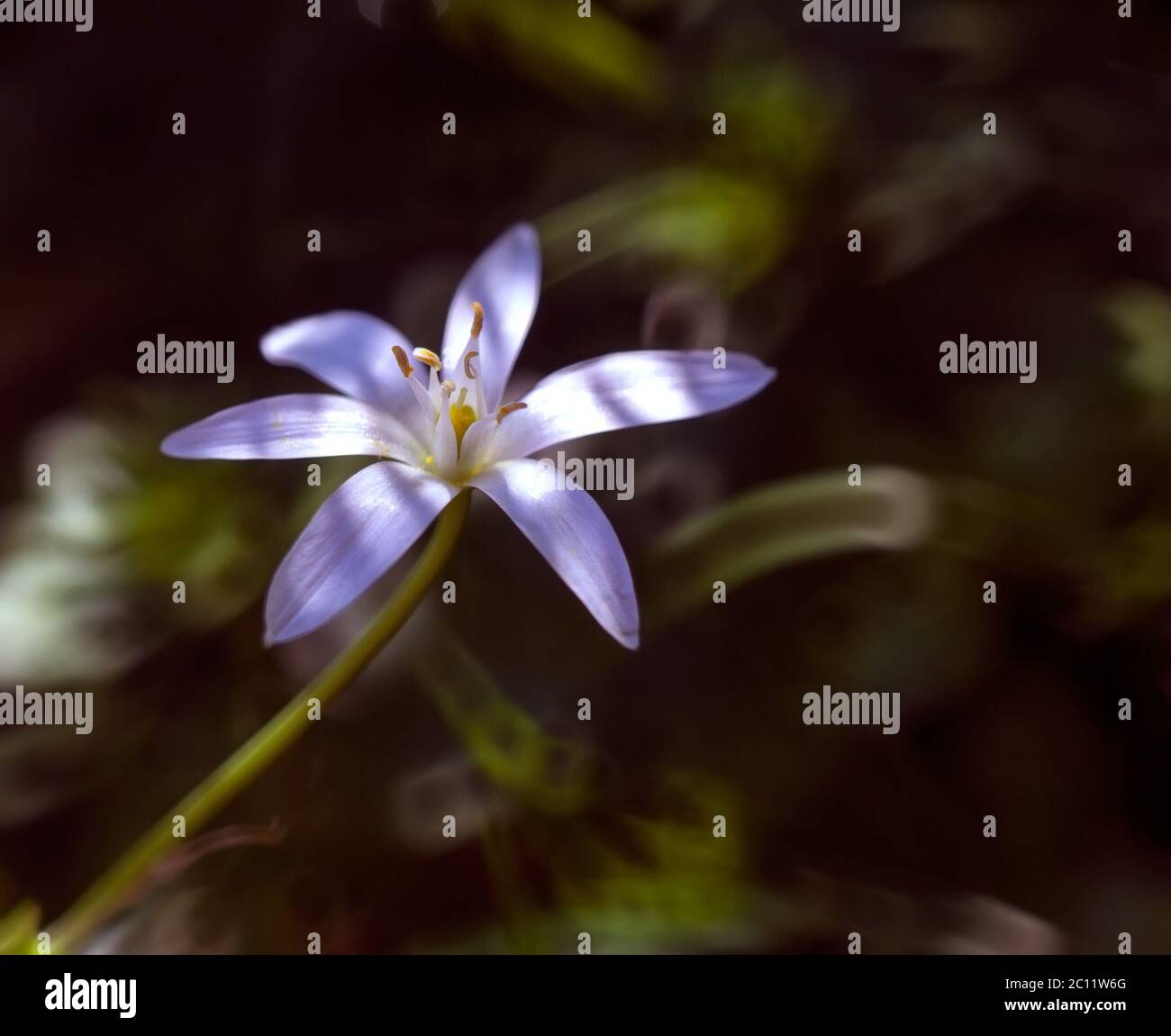 Beautiful white wild flowers growing in spring forest Stock Photo - Alamy
