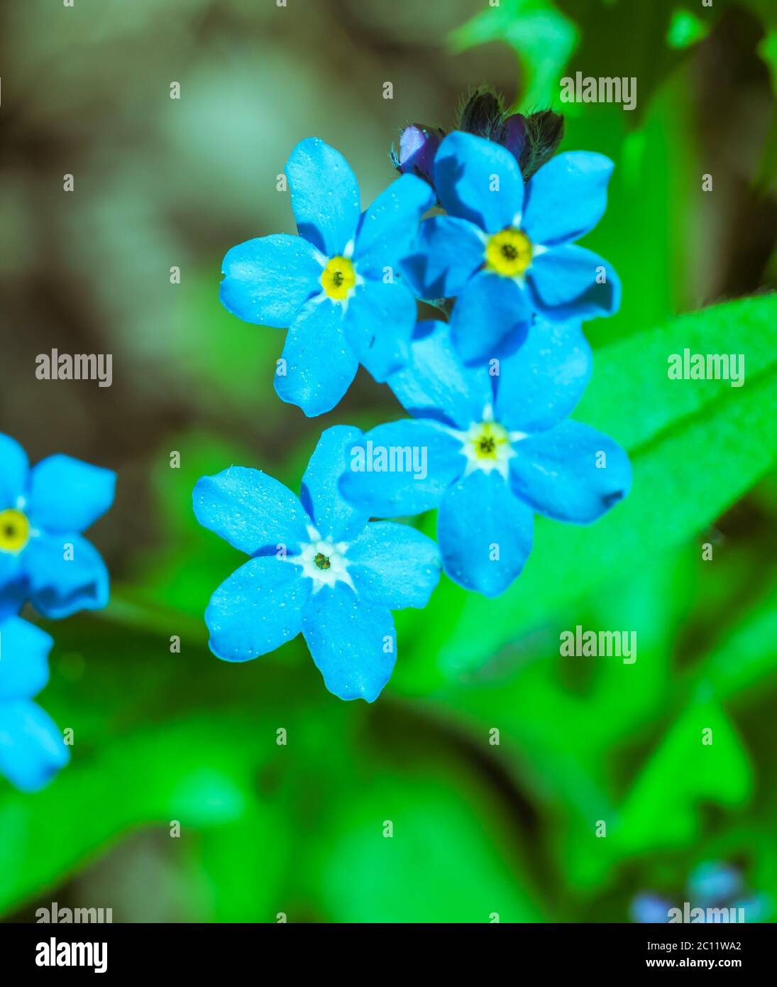 fresh blue forget-me-not flowers in the garden at springtime Stock ...
