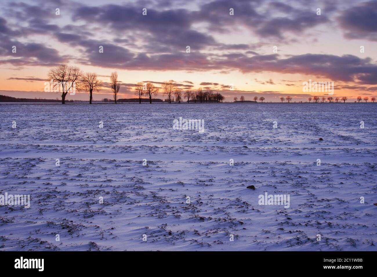 Beautiful winter field covered by snow and distant trees in tranquil ...