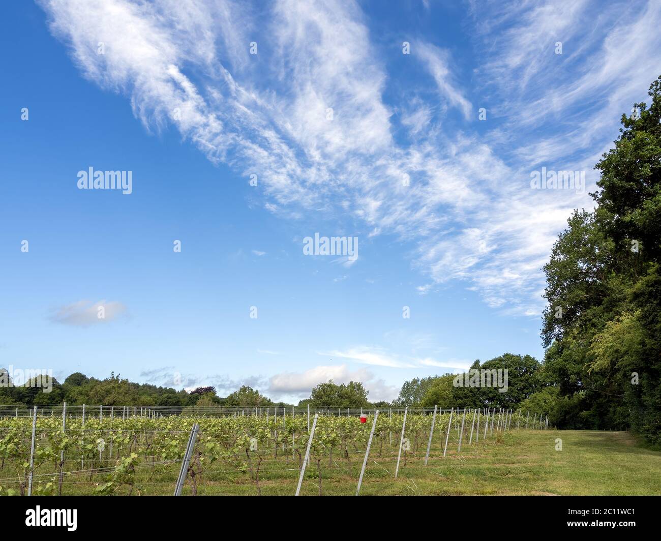 KINGSCOTE, WEST SUSSEX/UK - JUNE 13 : Vineyard in Kingscote, West ...