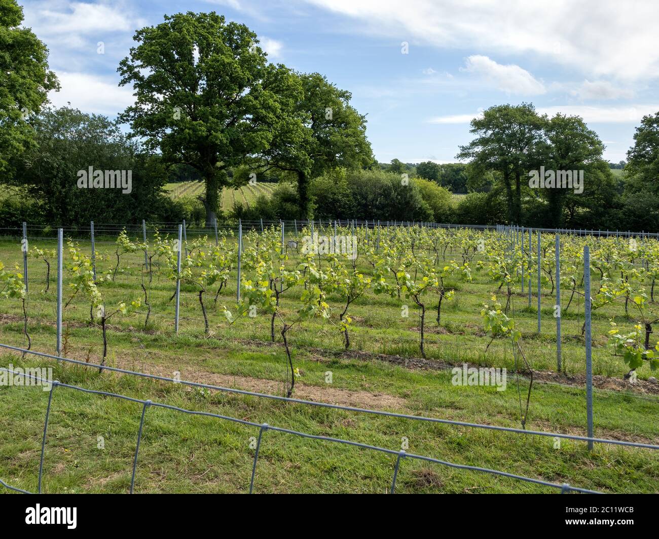 KINGSCOTE, WEST SUSSEX/UK - JUNE 13 : Vineyard in Kingscote, West ...