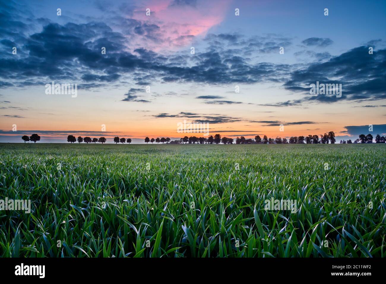 Beautiful early summertime landscape with sunset over green field Stock ...