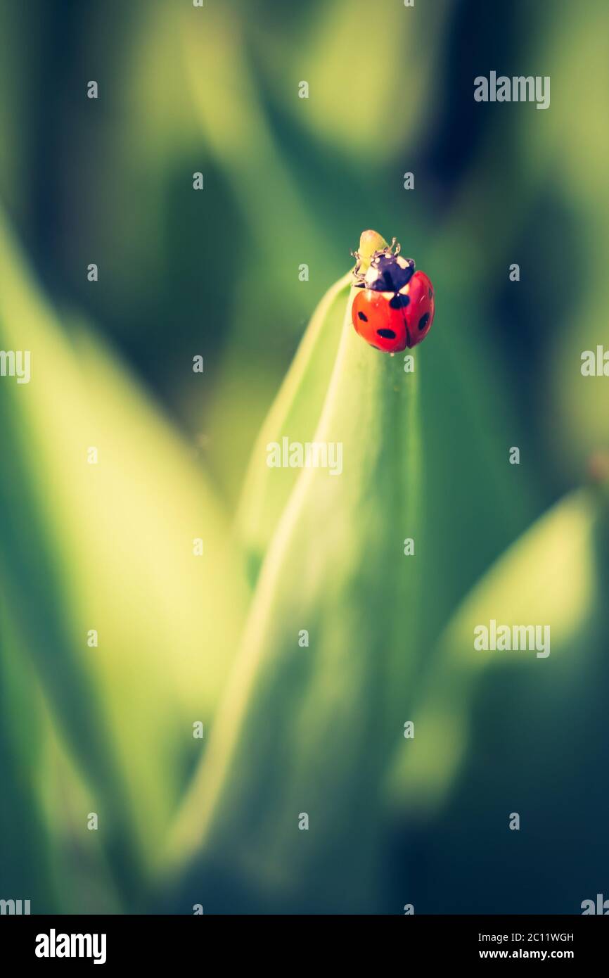 Springtime ladybug on green plants. Beautiful photo witch vintage mood ...