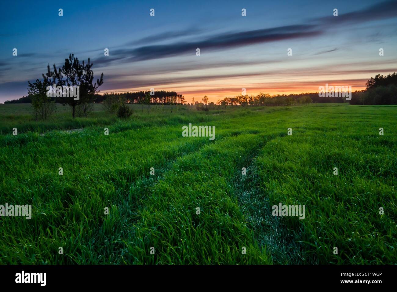 Beautiful early summertime landscape with sunset over green field Stock ...