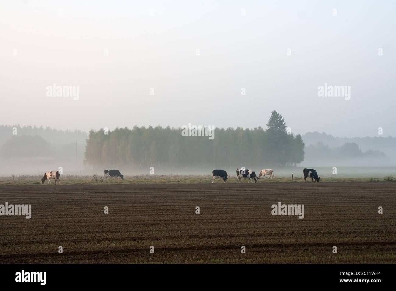 Cows at dawn in mist walking in golden light Stock Photo - Alamy