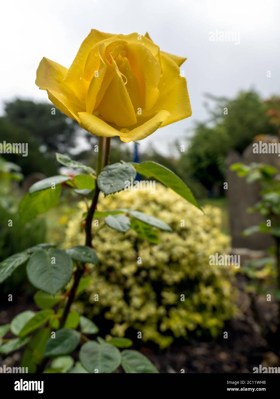 Close-up view of a yellow Hybrid T Rose flowering in summertime Stock ...
