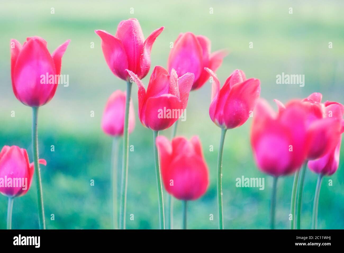 Beautiful spring tulips flowers growing in garden Stock Photo - Alamy