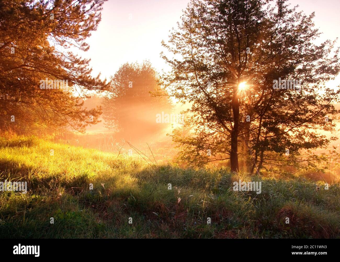 Beautiful sunrise in springtime forest Stock Photo - Alamy