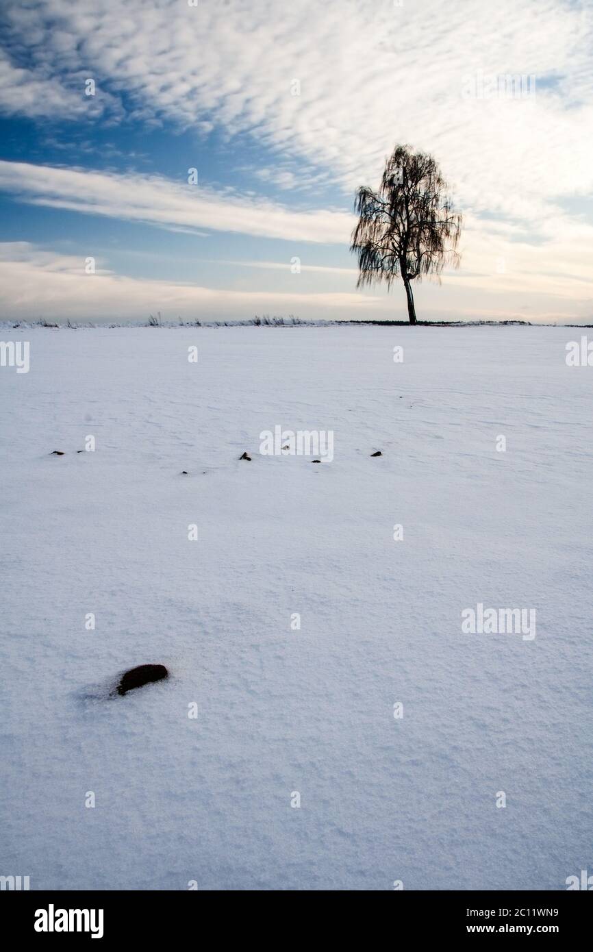 Beautiful winter field covered by snow and distant trees in tranquil ...