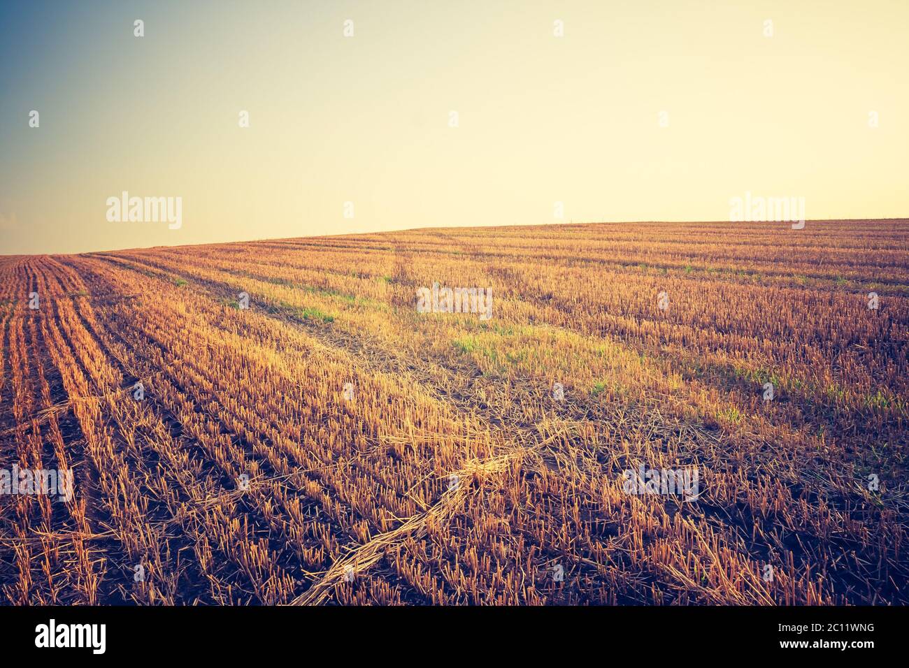 Beautiful stubble field photographed at sunny afternoon. Photo with ...