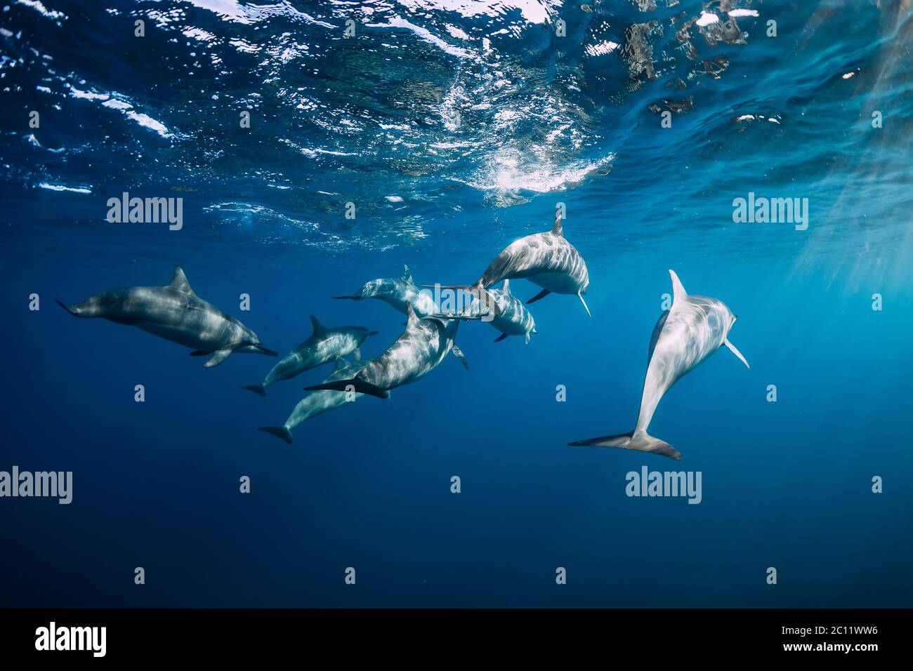 Dolphins family swimming in blue ocean, underwater Stock Photo - Alamy
