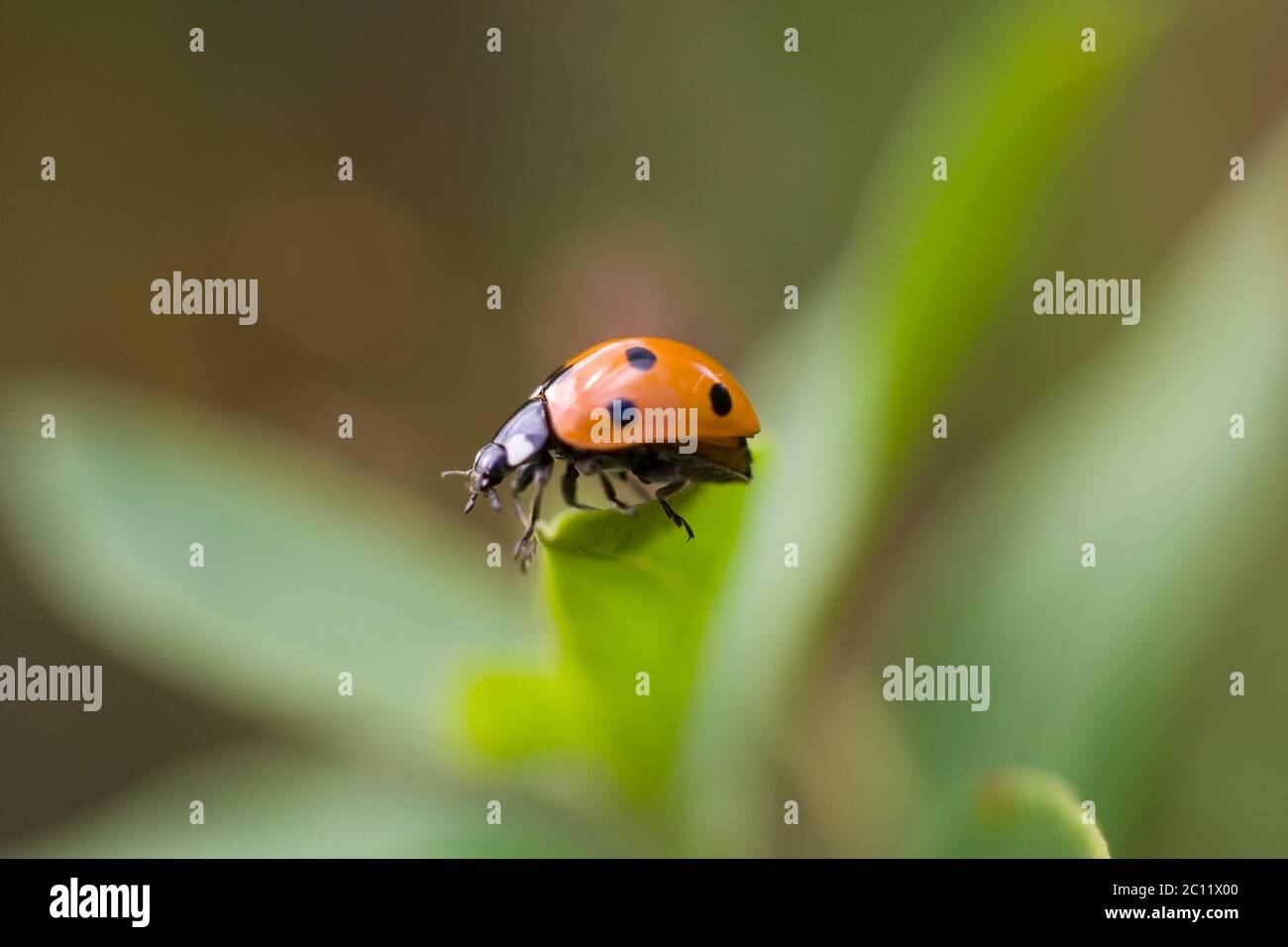Beautiful close up of ladybug walking on plant Stock Photo - Alamy