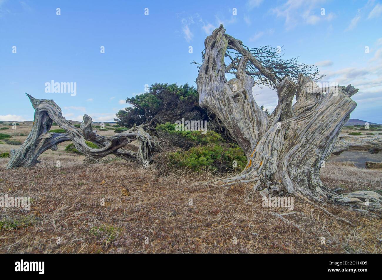 Gnarled juniper tree hi-res stock photography and images - Alamy