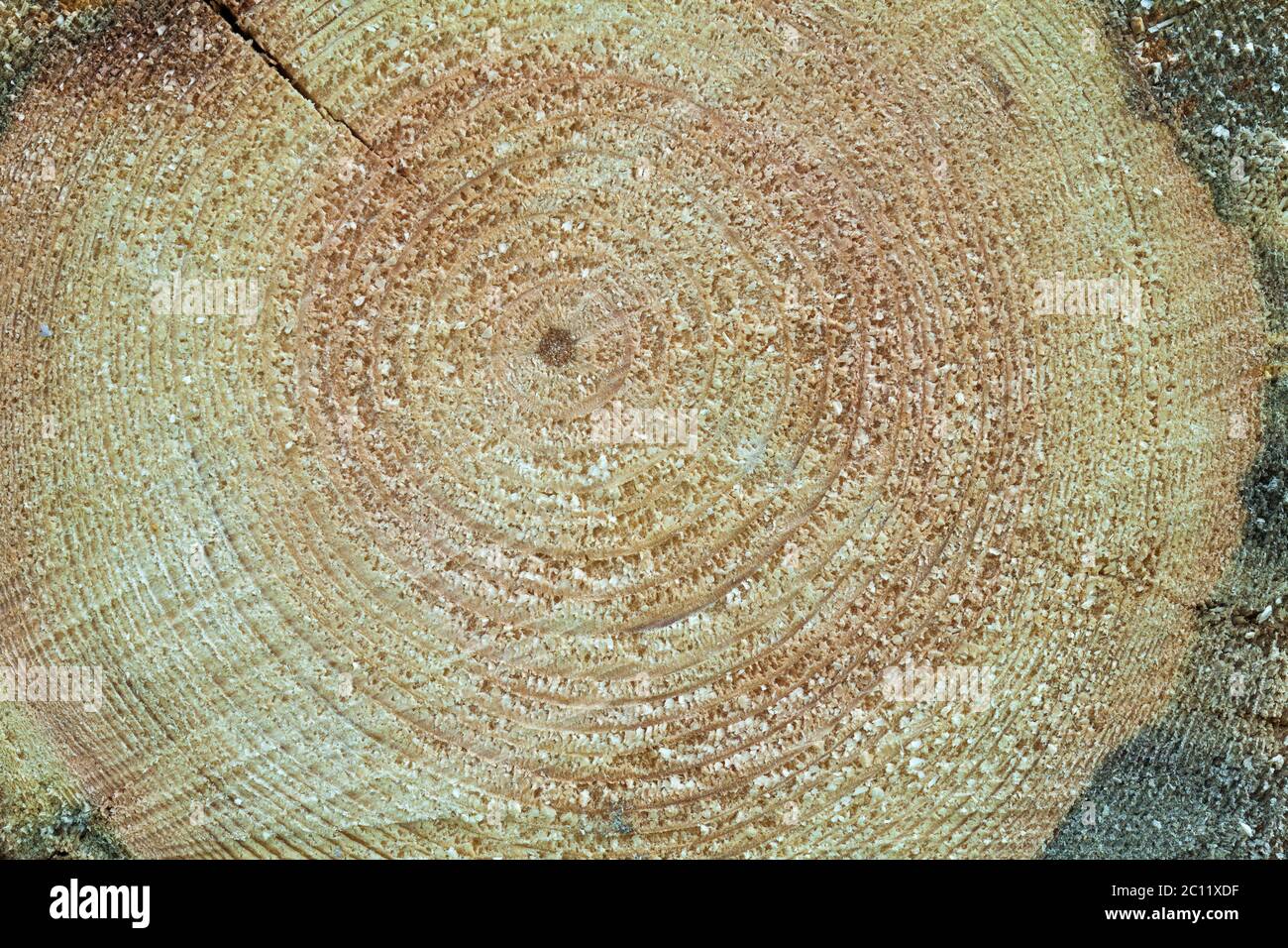 Cross section of tree stump Stock Photo - Alamy