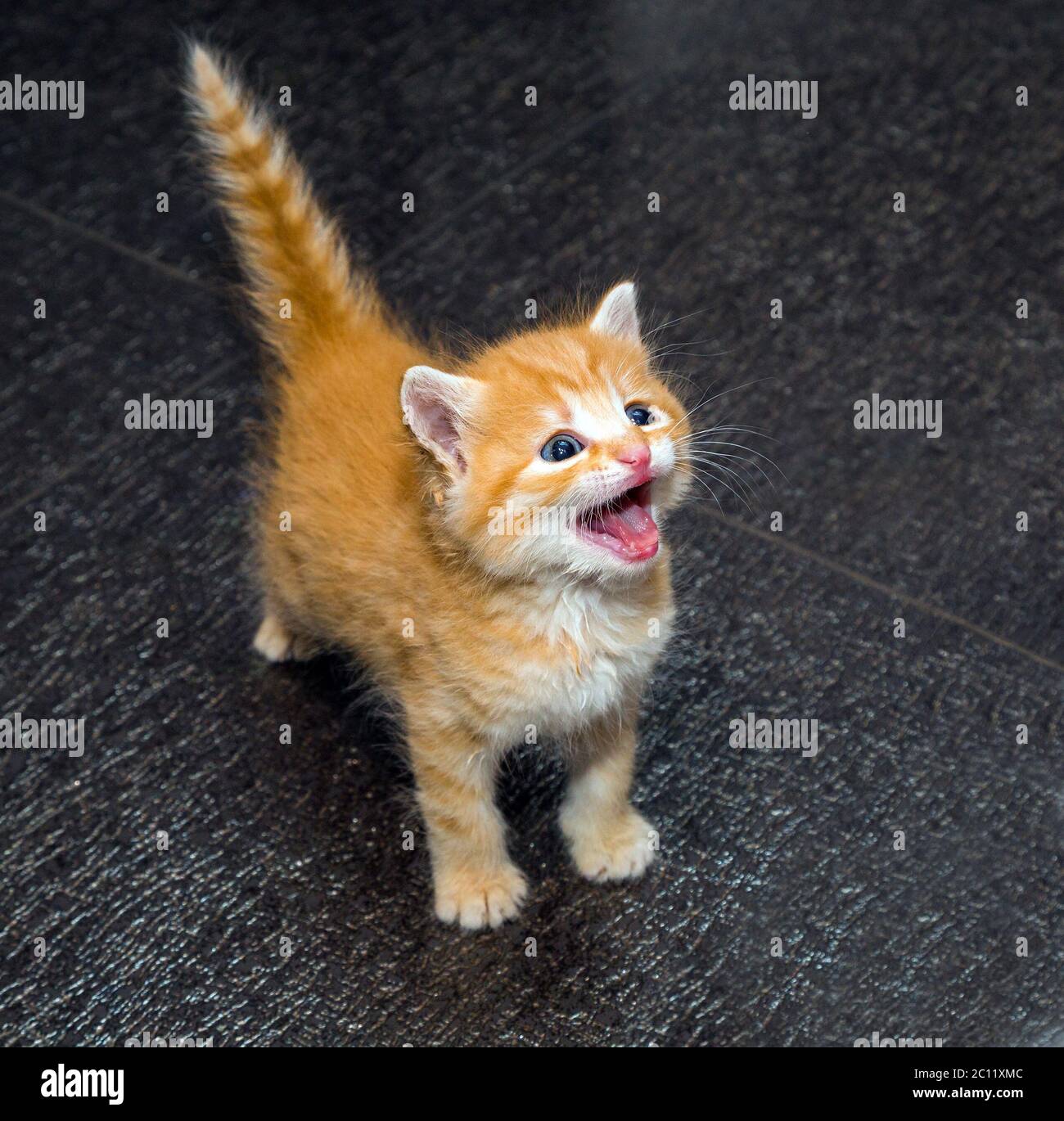 Cute ginger kitten Stock Photo - Alamy