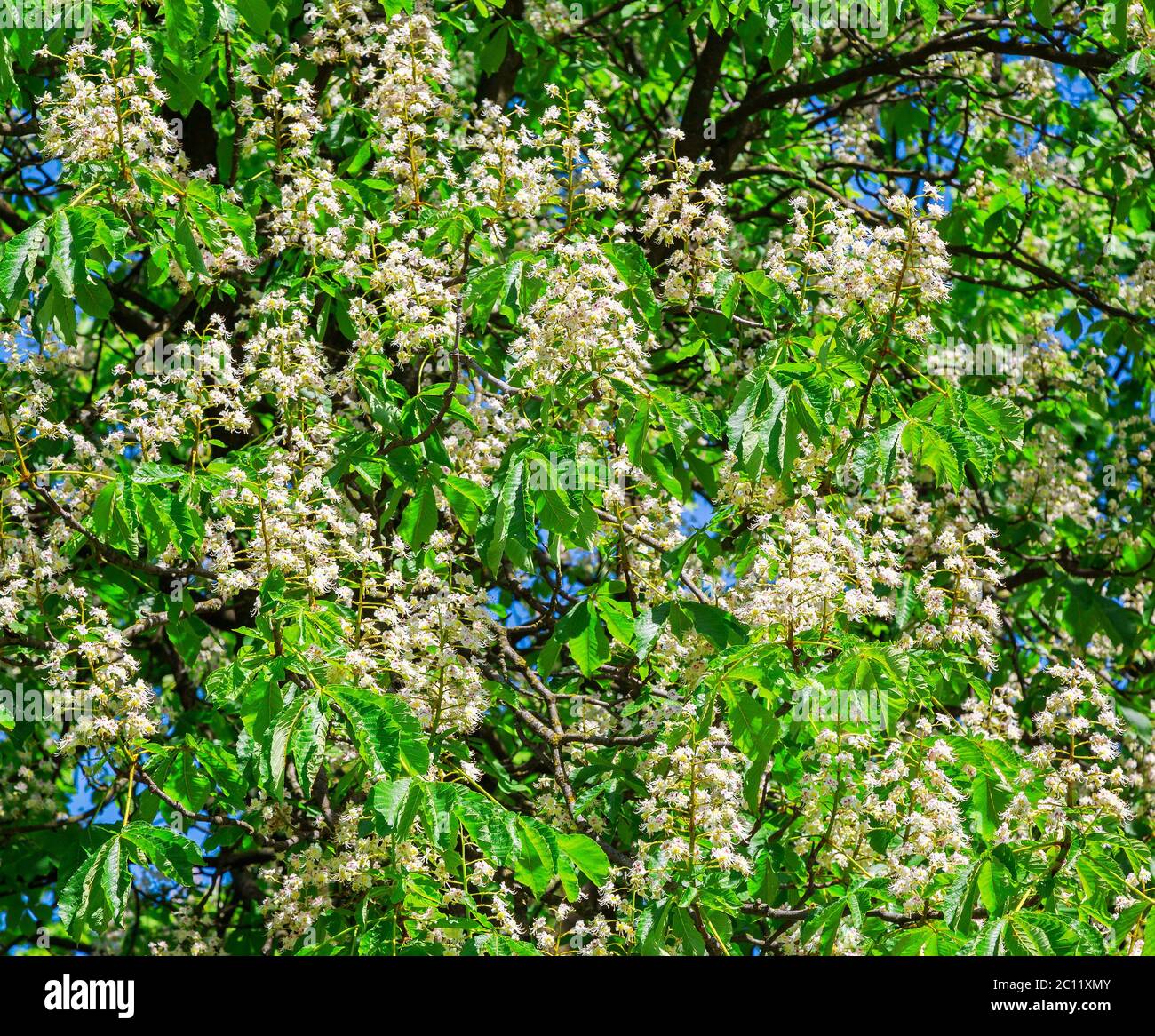 Chestnut flowers hi-res stock photography and images - Alamy