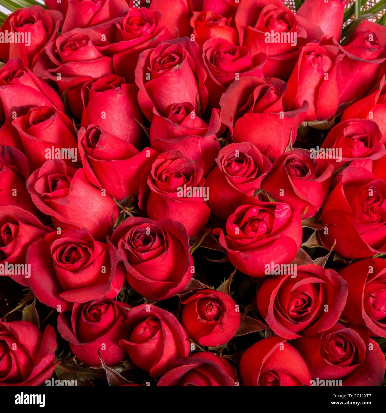 Natural red roses background Stock Photo - Alamy