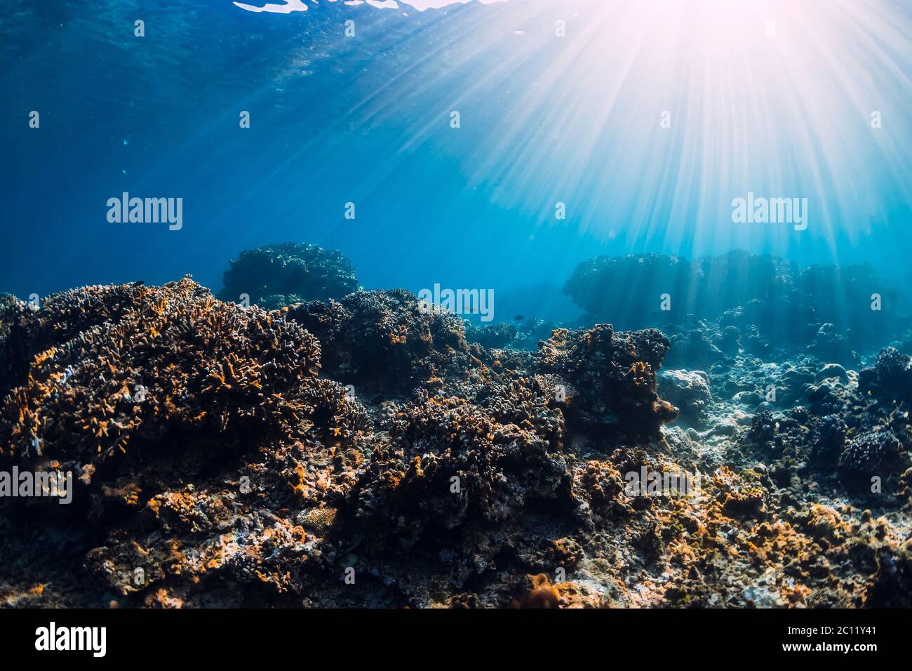 Underwater scene with corals, rocks and sun rays. View of tropical sea ...