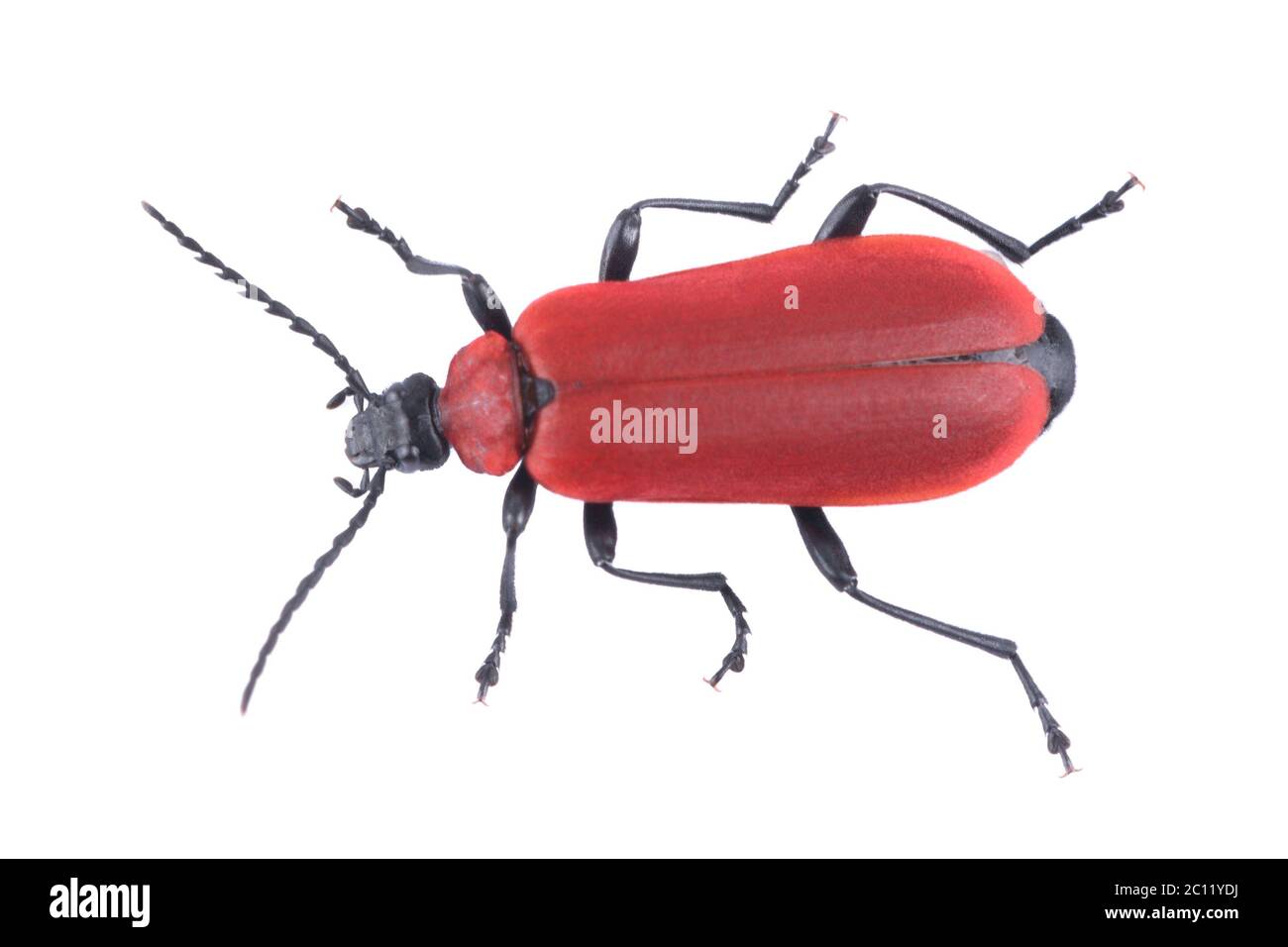 Red beetle on a white background Stock Photo - Alamy