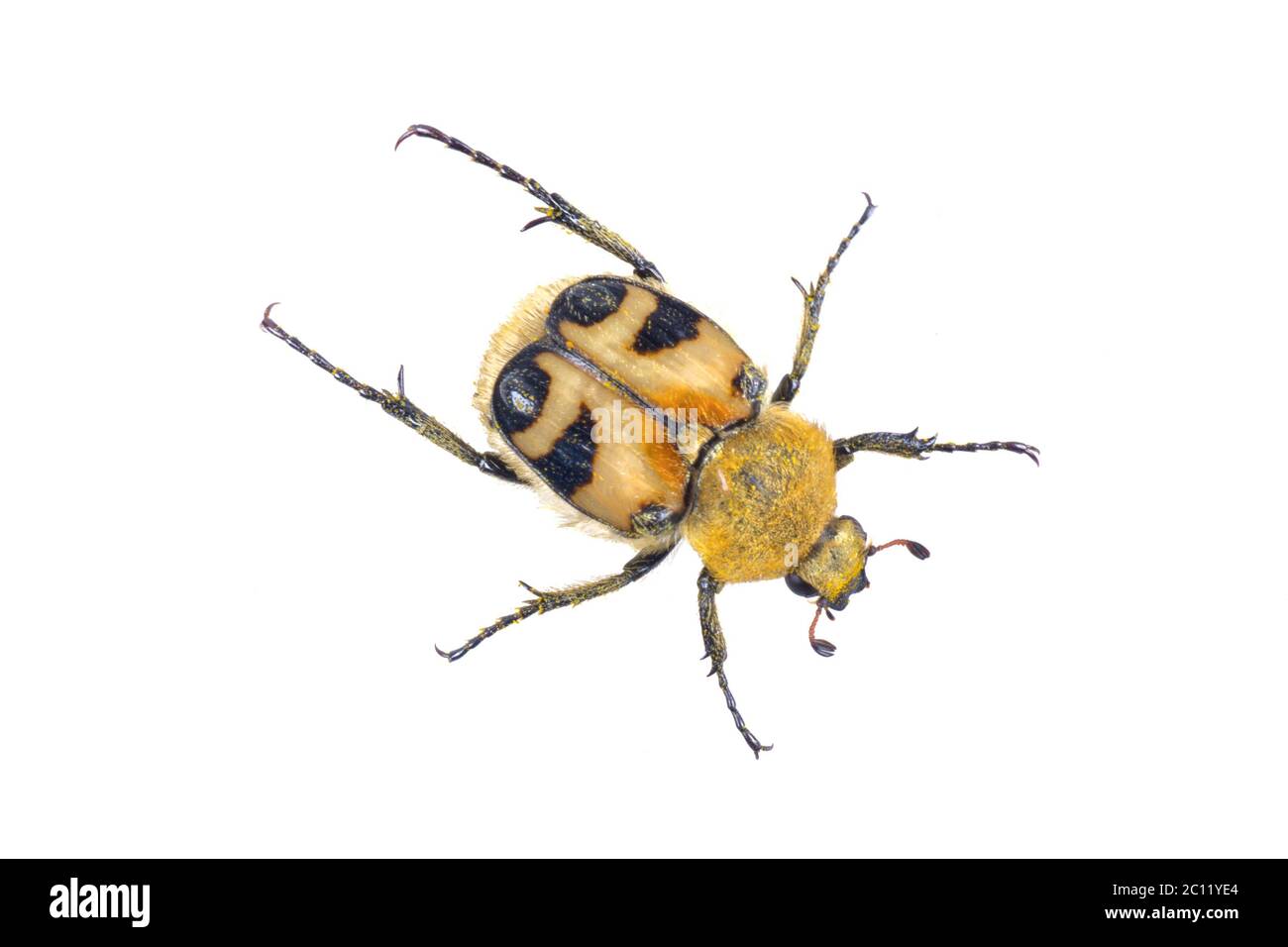 Yellow bug hi-res stock photography and images - Alamy