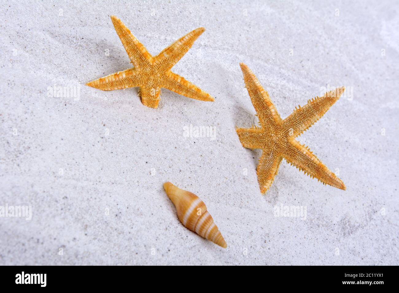 Orange starfishes and one shell on a sand Stock Photo - Alamy