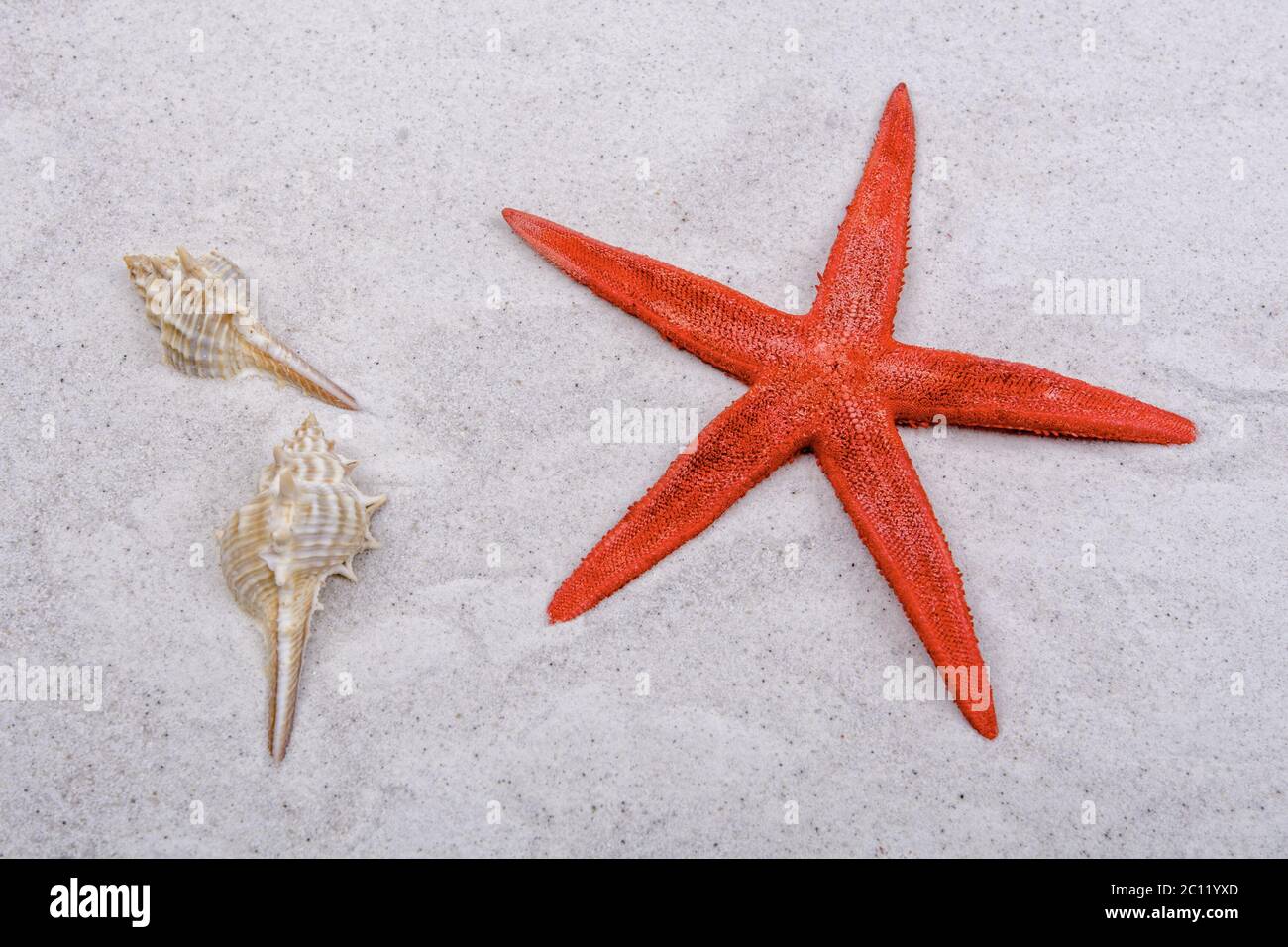 Red conch shell hi-res stock photography and images - Alamy