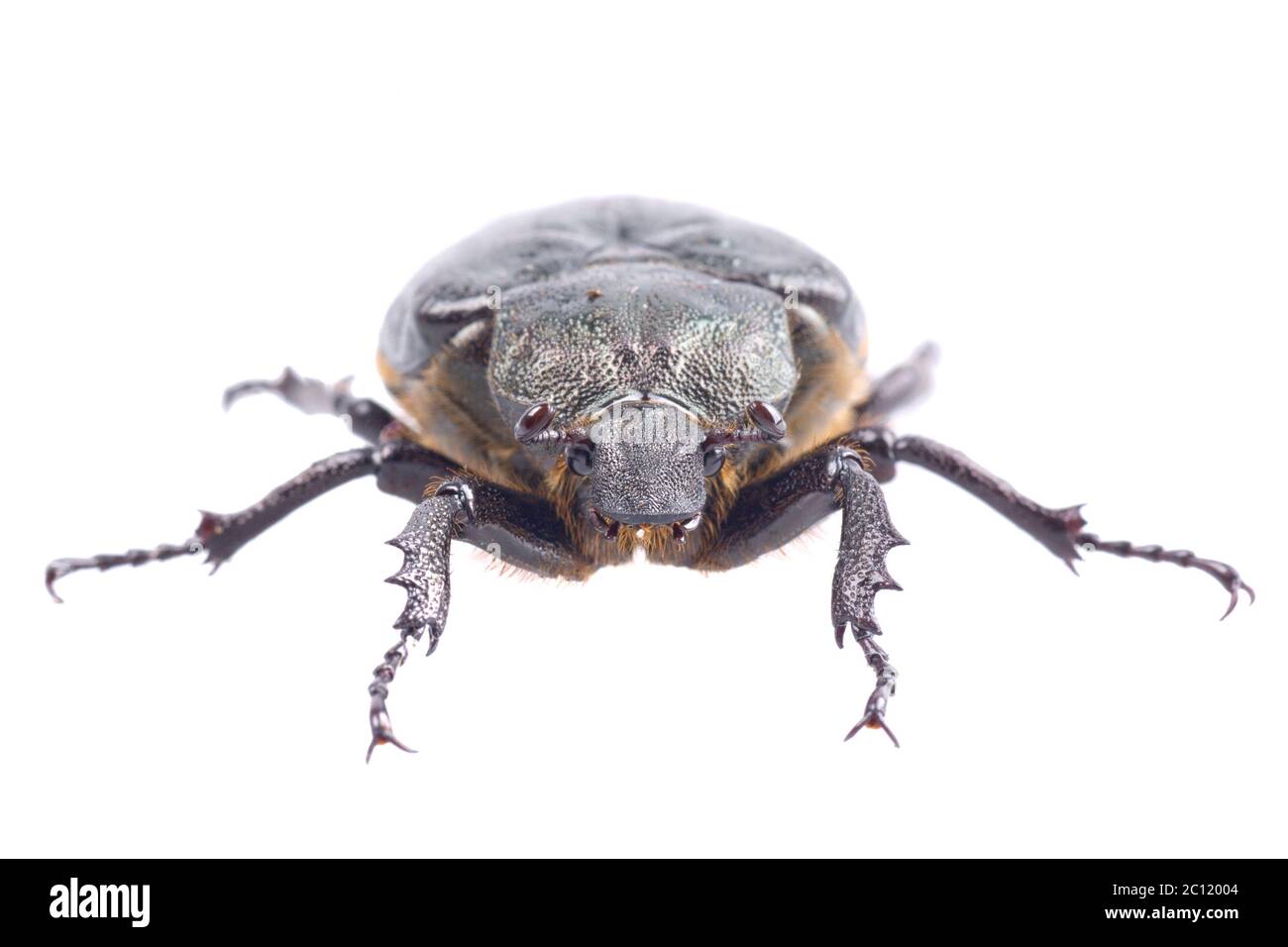 Black bug with yellow dots on a white background Stock Photo - Alamy