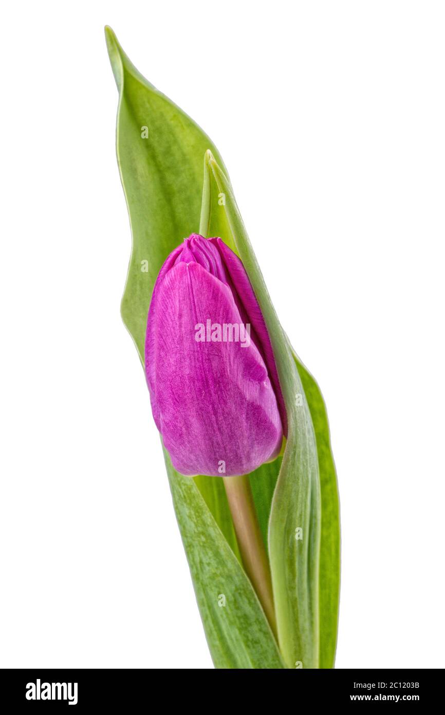 Violet tulip on white background Stock Photo - Alamy