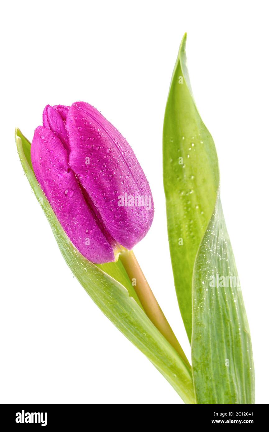 Violet tulip on white background Stock Photo - Alamy